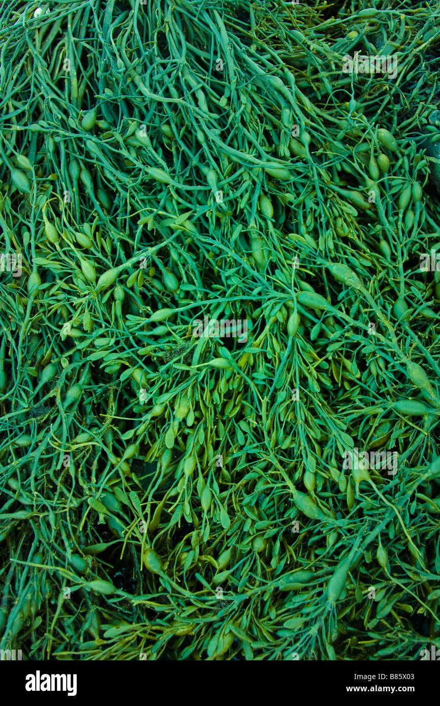 Meeresalgen. Ascophyllum Nodosum (Linnaeus) Le T-Shirt. Knuppetang ...