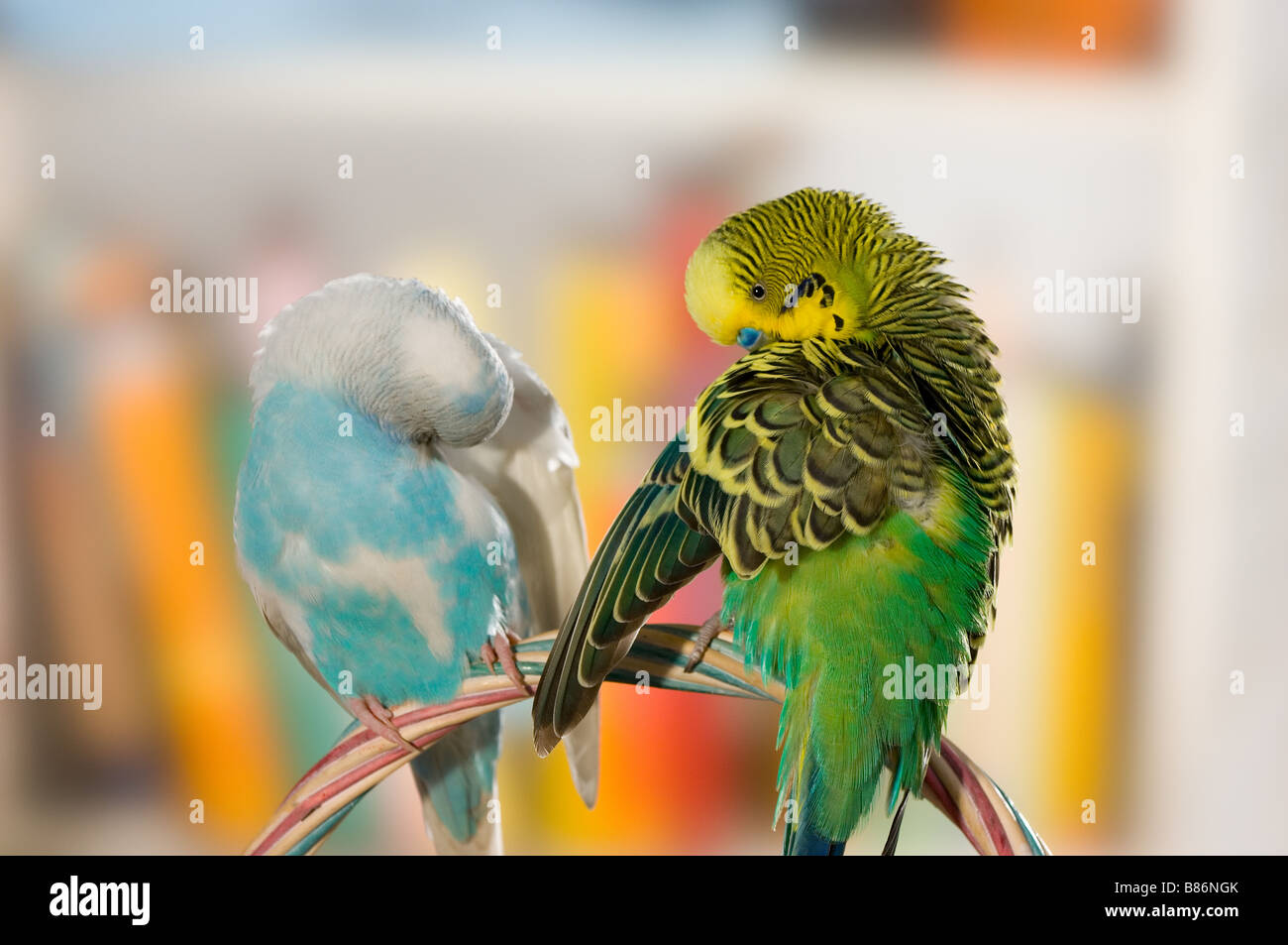 zwei Wellensittiche putzen sich / Melopsittacus Undulatus ...