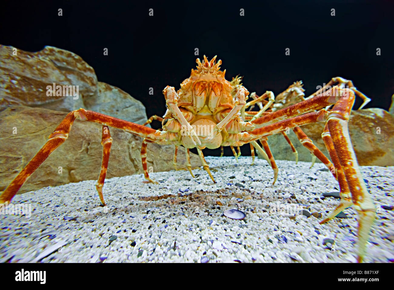 Der Riese japanische Seespinne (Macrocheira Kaempferi Stockfotografie ...