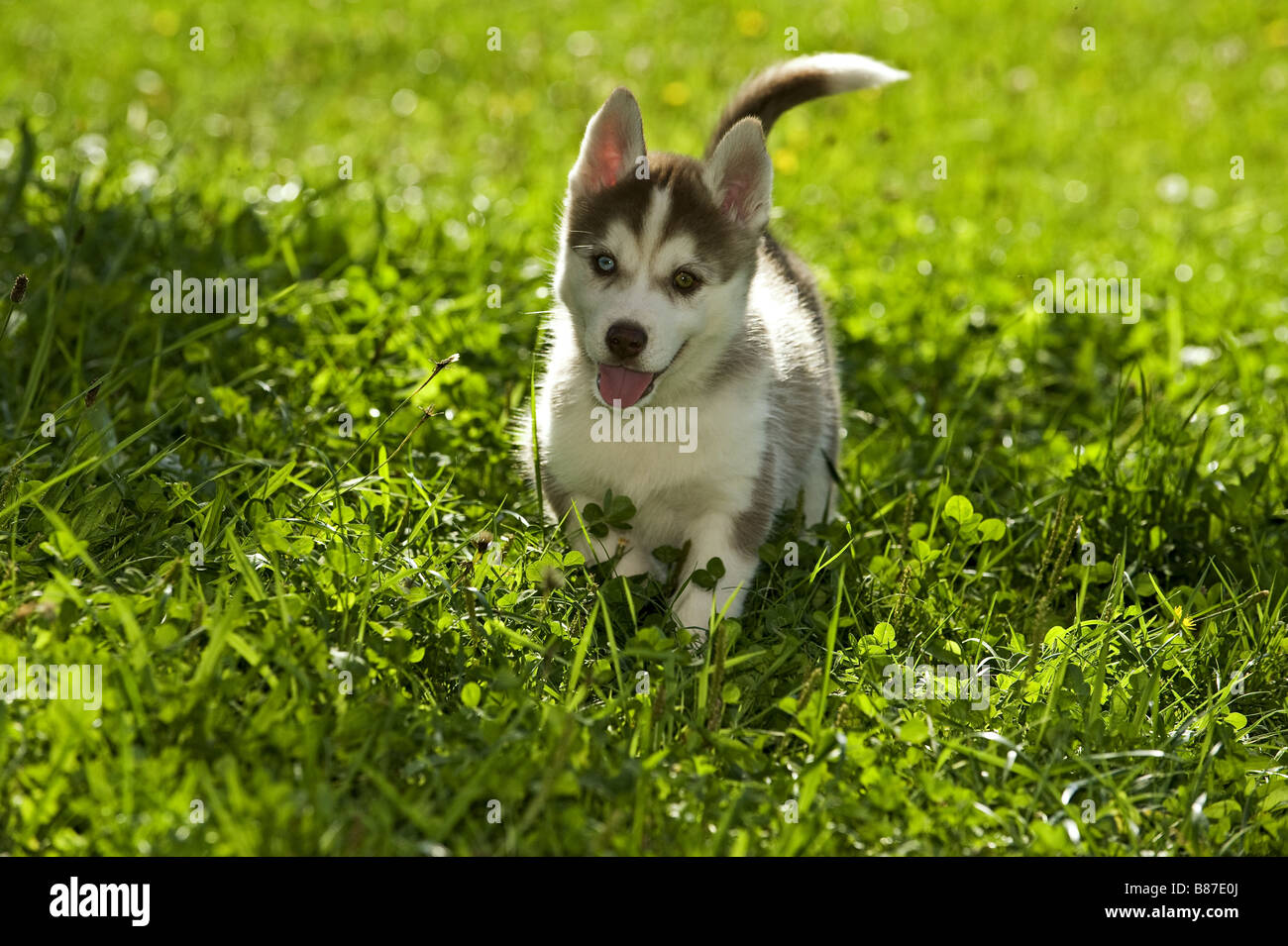 Siberian Husky Hund - Welpe auf Wiese Stockfotografie - Alamy