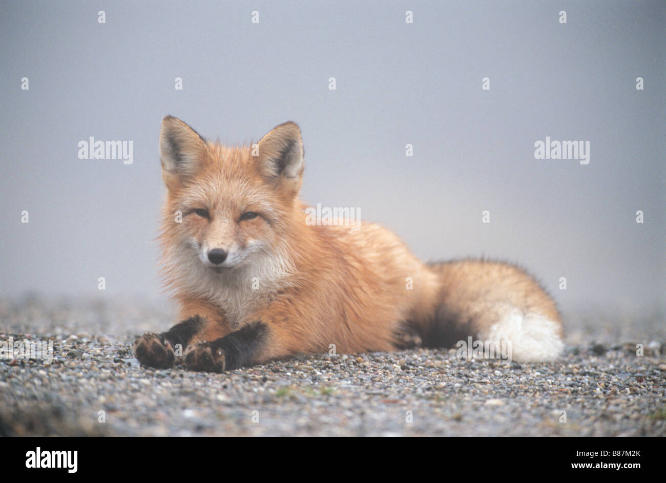 Rotfuchs - liegend / Vulpes Vulpes Stockfotografie - Alamy