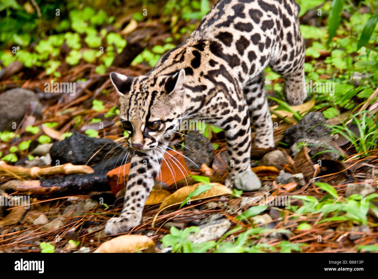 Tigerkatze oder Tiger Katze (pardalis Tigrinus) in Costa Rica ...