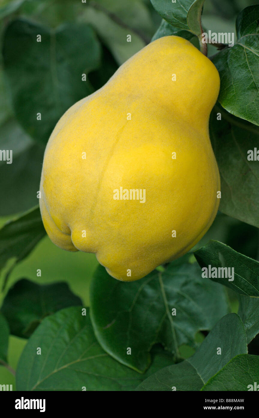 Quince Fruit Tree Stockfotos und -bilder Kaufen - Alamy