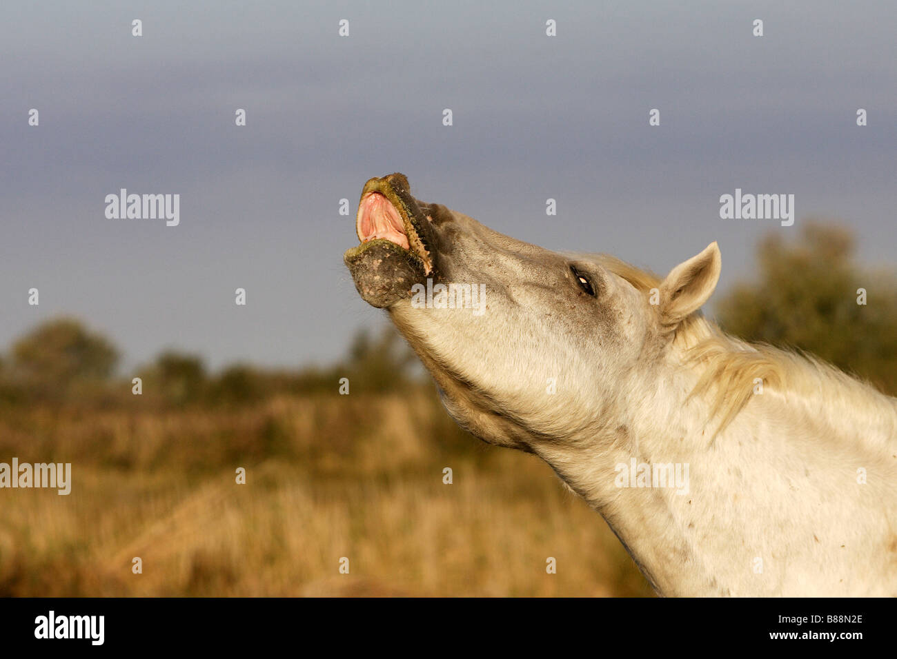 Flehmen horse -Fotos und -Bildmaterial in hoher Auflösung – Alamy