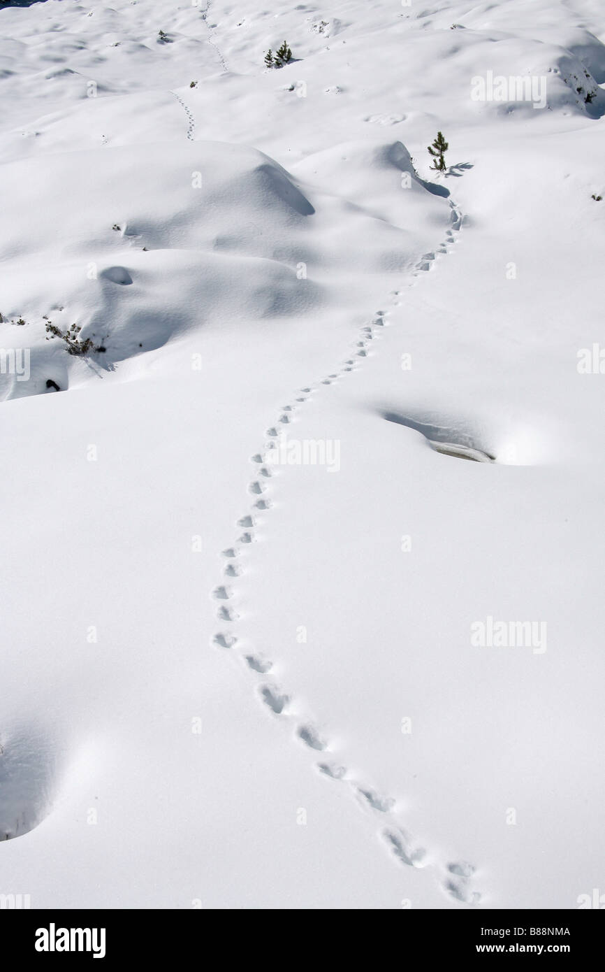 Luchs spuren in schnee -Fotos und -Bildmaterial in hoher Auflösung – Alamy