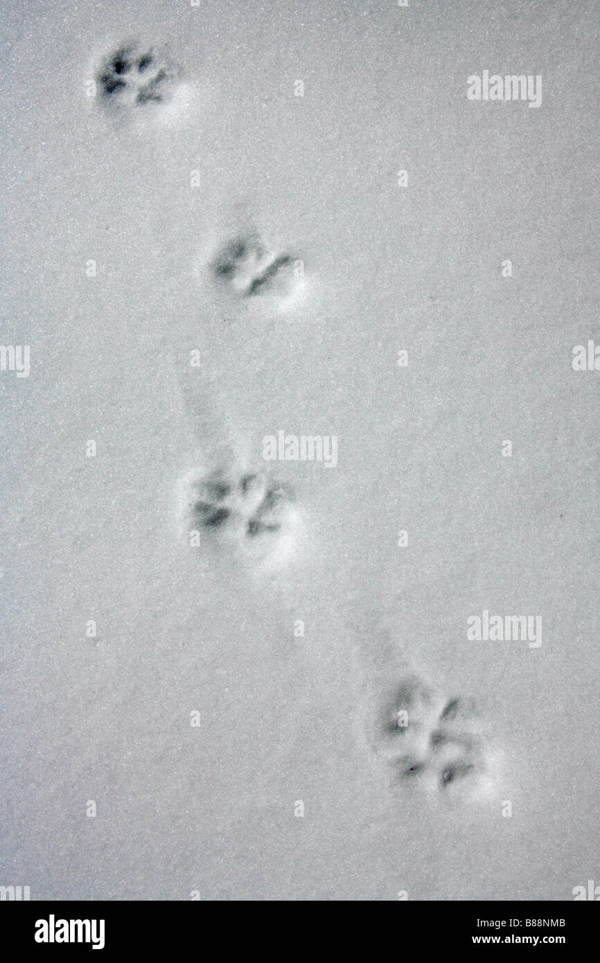 Luchs spuren in schnee -Fotos und -Bildmaterial in hoher Auflösung – Alamy