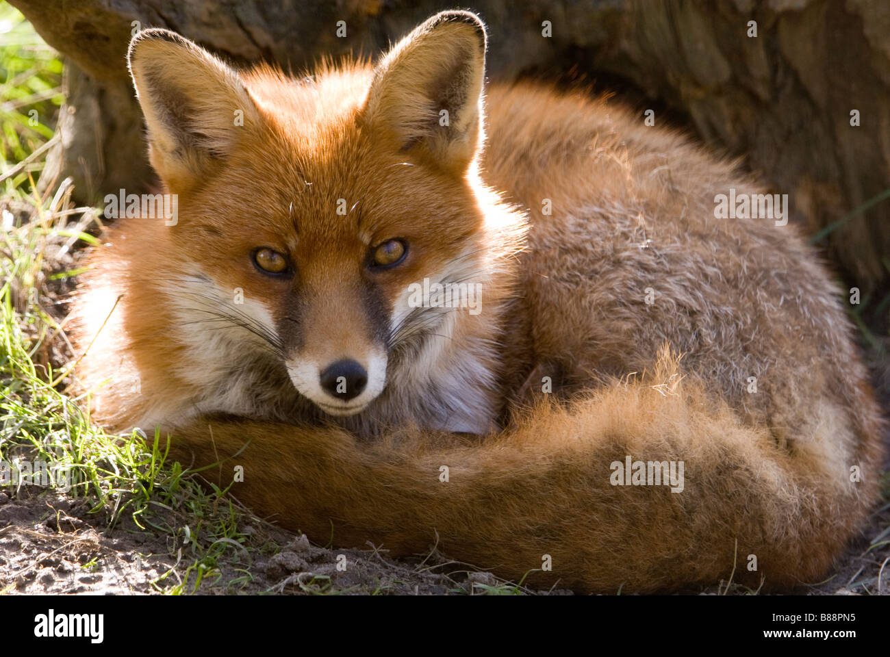 Curled up red fox vulpes Stockfotos und -bilder Kaufen - Alamy
