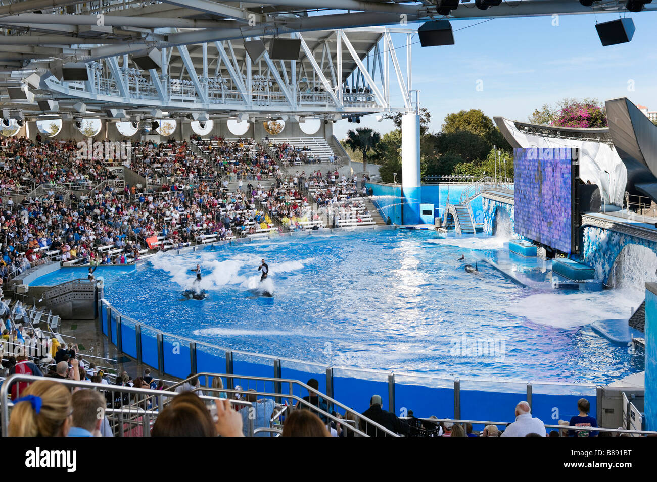 Killer Whale Sea World Florida Stockfotos & Killer Whale Sea World ...