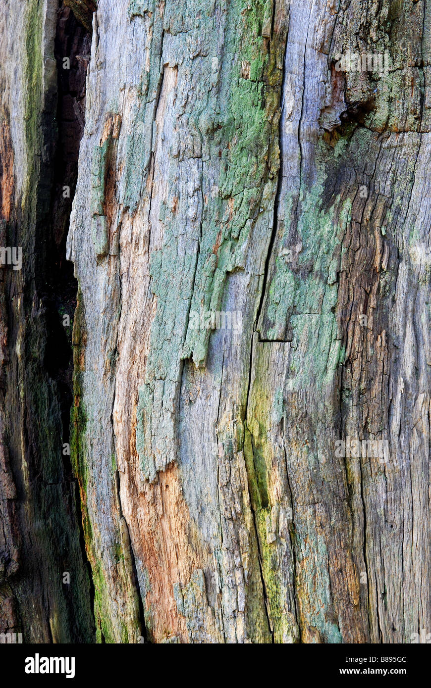 Eiche Holzmaserung Stockfotos und -bilder Kaufen - Alamy