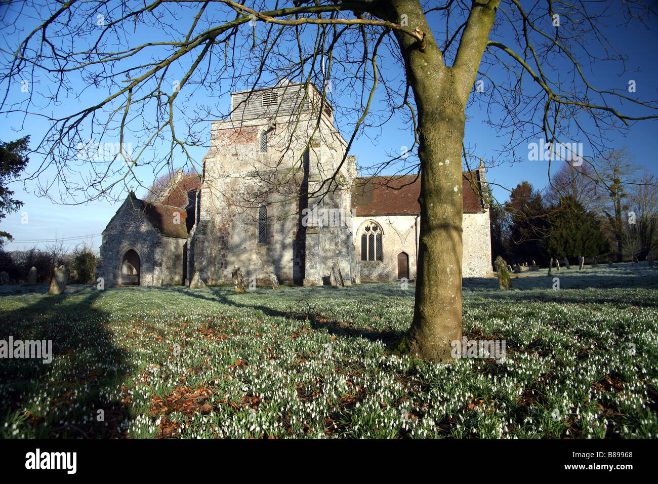 Schneeglöckchen wachsen auf einem Friedhof in Damerham Hampshire ...