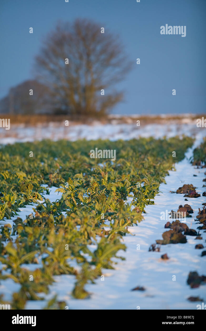 Broccoli plant in farm field -Fotos und -Bildmaterial in hoher ...