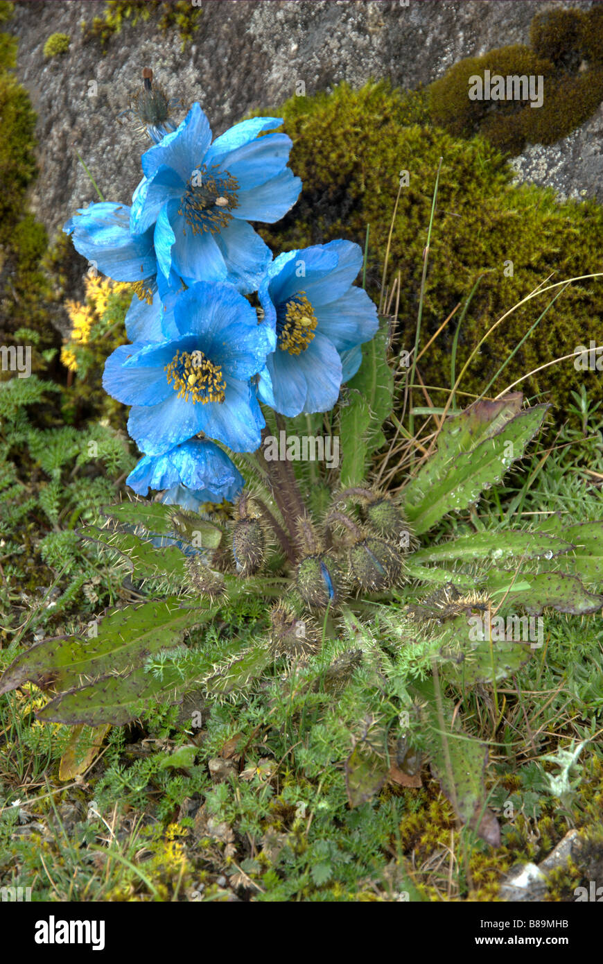 Meconopsis horridula -Fotos und -Bildmaterial in hoher Auflösung – Alamy