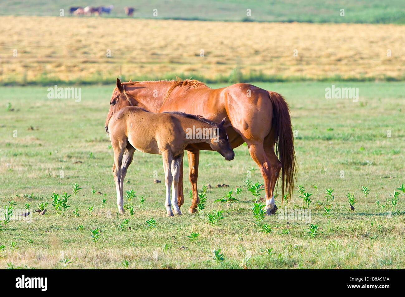 Mutter Pferd mit Fohlen in Wiese Stockfotografie - Alamy
