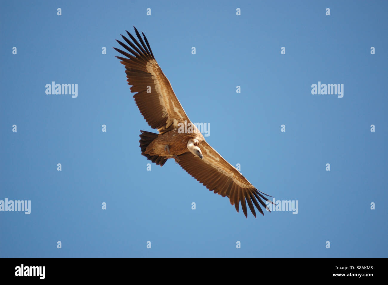 Geier bild -Fotos und -Bildmaterial in hoher Auflösung – Alamy