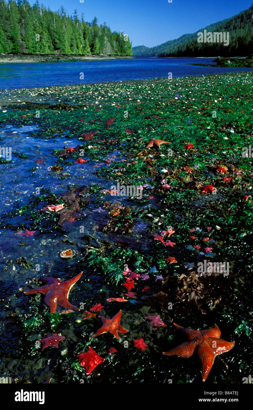 Burnaby narrows -Fotos und -Bildmaterial in hoher Auflösung – Alamy