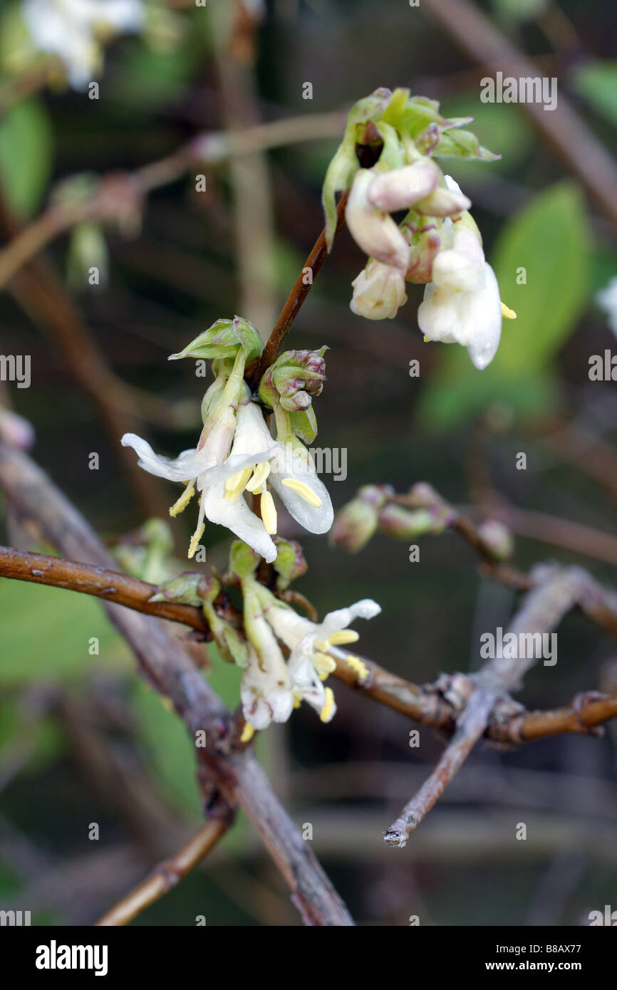 Lonicera standishii winter honeysuckle perfume scent fragrant shrub ...