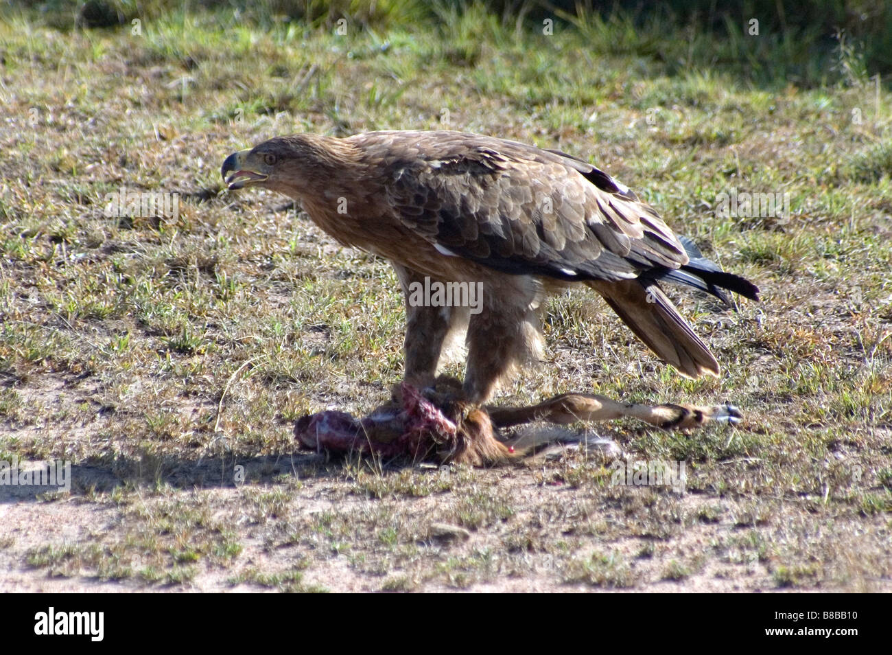 Afrikanische greifvögel -Fotos und -Bildmaterial in hoher Auflösung – Alamy
