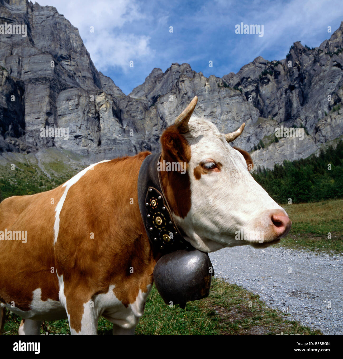 Simmental Kuh Stockfotos und -bilder Kaufen - Alamy
