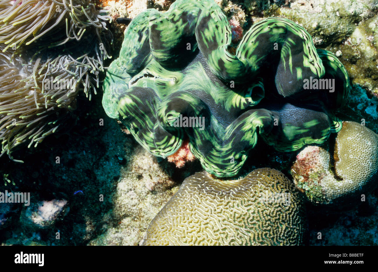 Riesenmuschel. Muscheln. Seepocken. Tridacnidae. Tridacna Maxima ...