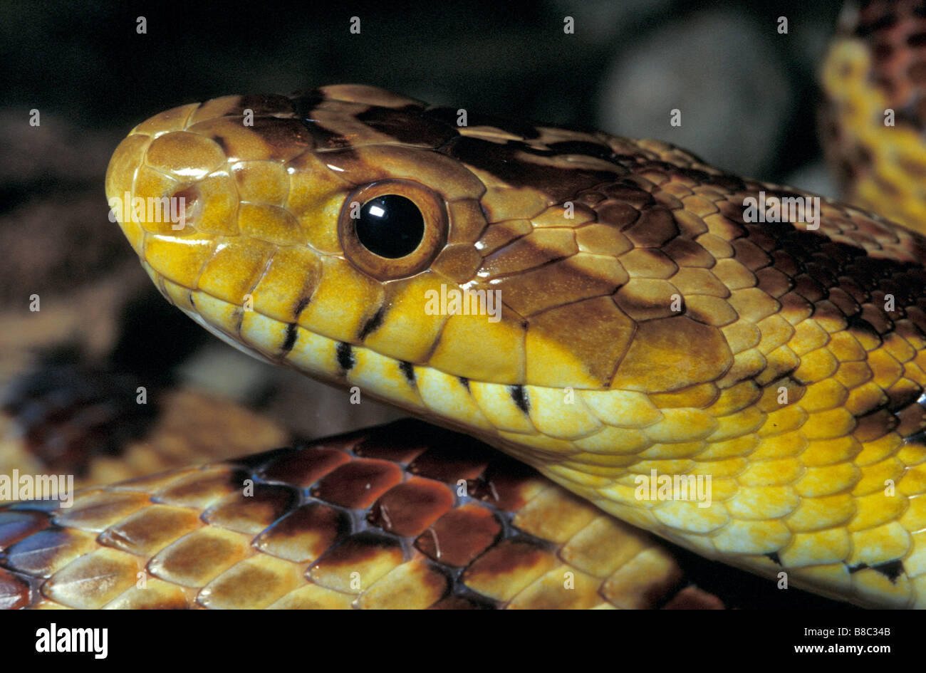 Roberto nistri horizontale schlangen schlange reptilien reptilien ...