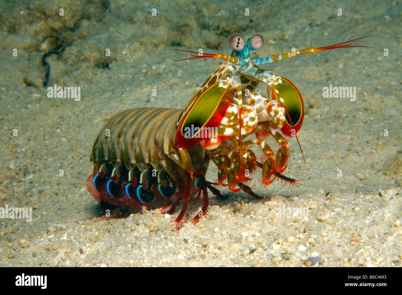 Rainbow mantis shrimp -Fotos und -Bildmaterial in hoher Auflösung – Alamy