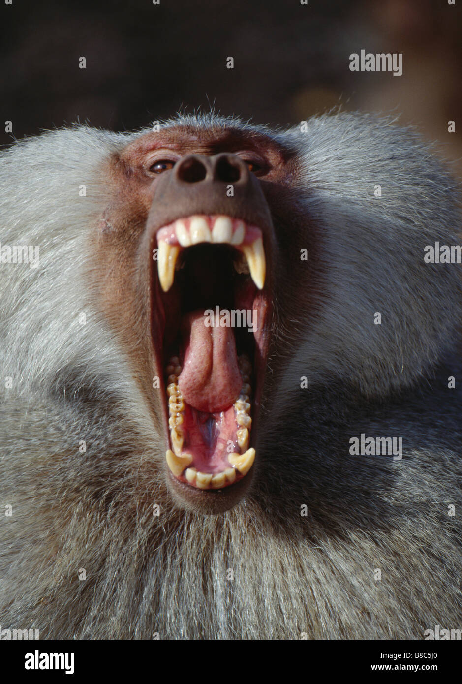 Heiliger pavian papio -Fotos und -Bildmaterial in hoher Auflösung – Alamy