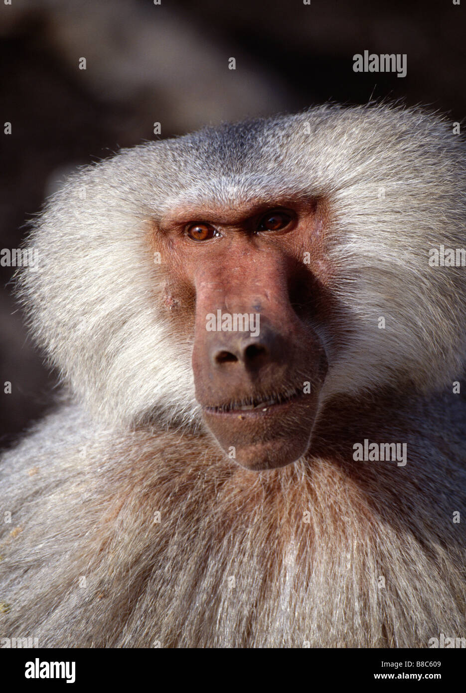 Pavian Gesicht detail Stockfotografie - Alamy