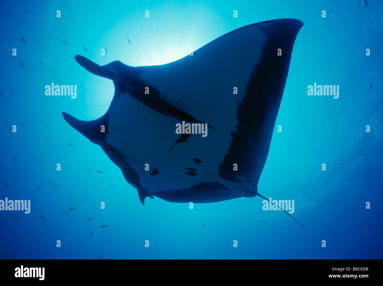 Manta Ray Baja Sur Stockfotos und -bilder Kaufen - Alamy