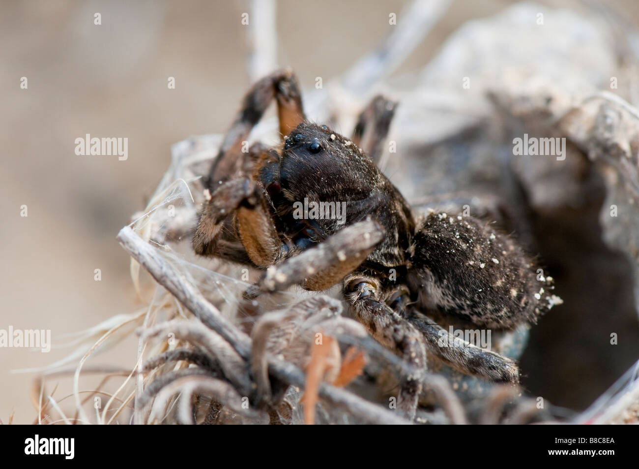 Apulische tarantel -Fotos und -Bildmaterial in hoher Auflösung – Alamy