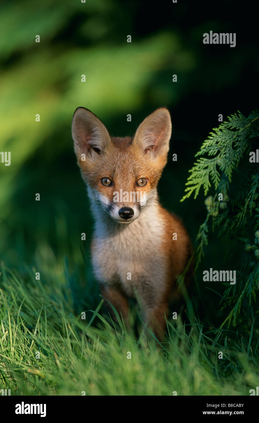 Young animals fox cub fox cubs british mammals -Fotos und -Bildmaterial ...
