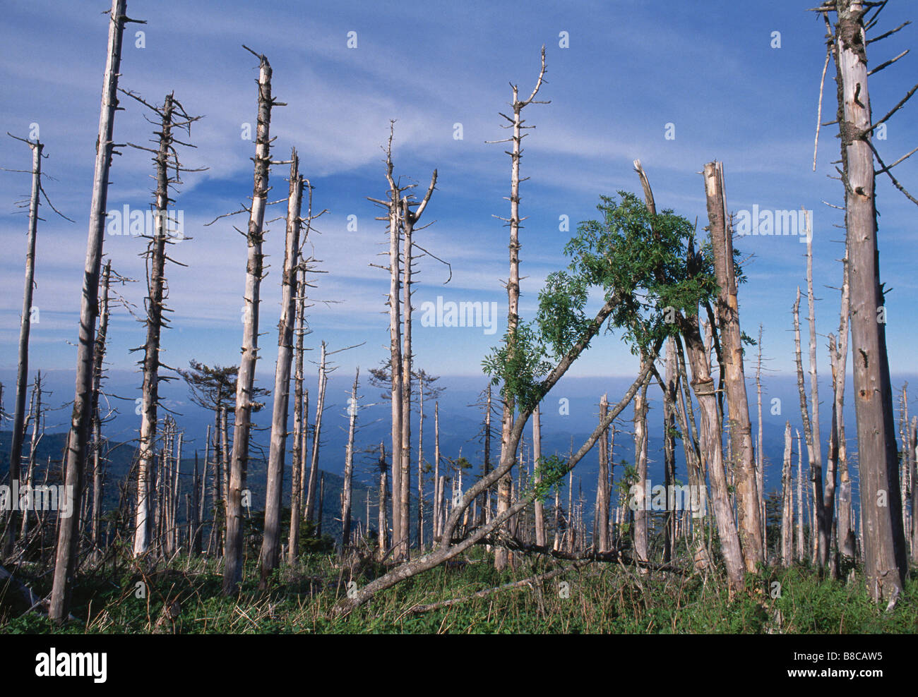 SAURER REGEN SCHADEN Stockfotografie - Alamy