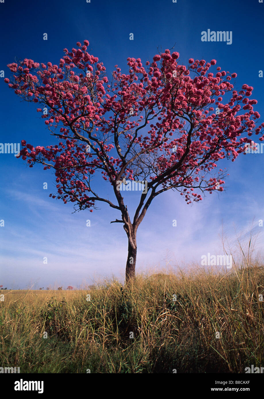 Pink ipe tree tabebuia ipe -Fotos und -Bildmaterial in hoher Auflösung ...