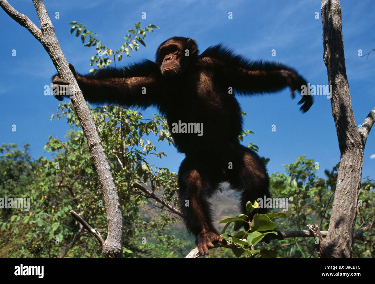 östliche schimpansen -Fotos und -Bildmaterial in hoher Auflösung – Alamy