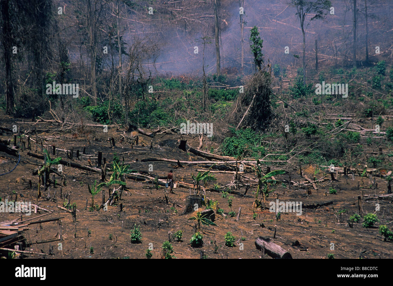 Gerodeter wald -Fotos und -Bildmaterial in hoher Auflösung – Alamy