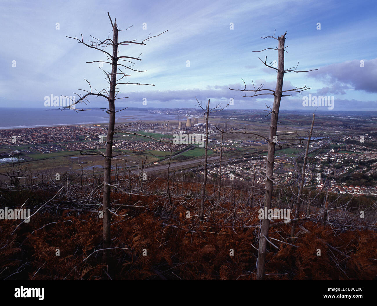 Acid rain damage -Fotos und -Bildmaterial in hoher Auflösung – Alamy