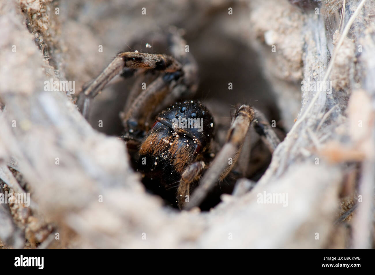Russian tarantel -Fotos und -Bildmaterial in hoher Auflösung – Alamy