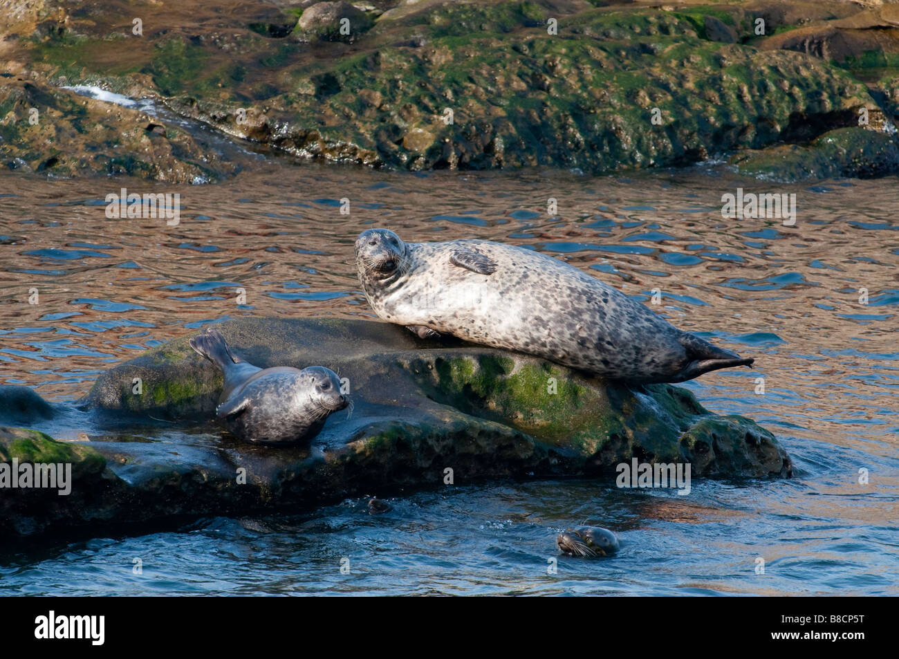 Gemeiner seehund -Fotos und -Bildmaterial in hoher Auflösung – Alamy