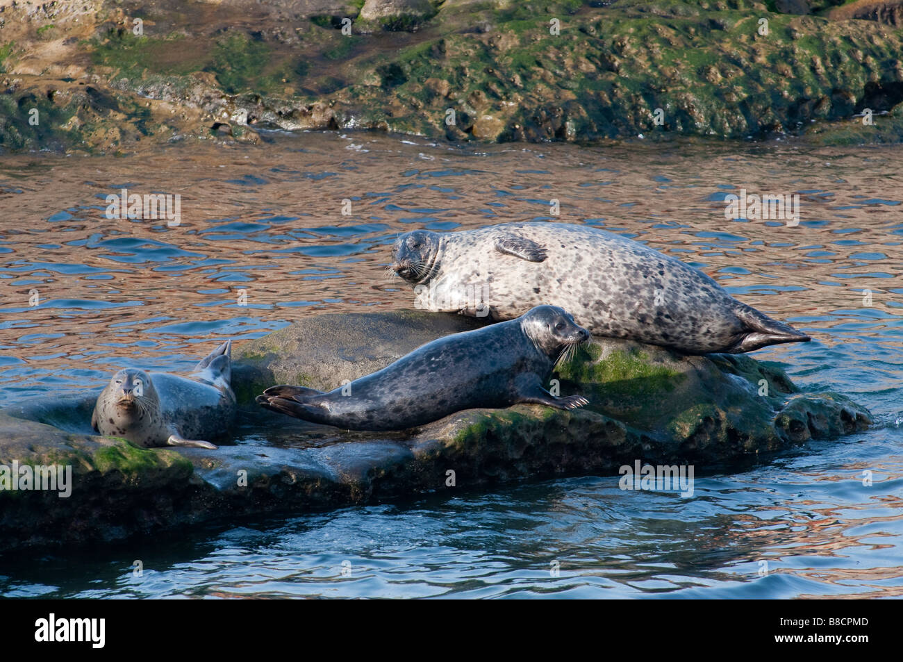 Gemeiner seehund -Fotos und -Bildmaterial in hoher Auflösung – Alamy