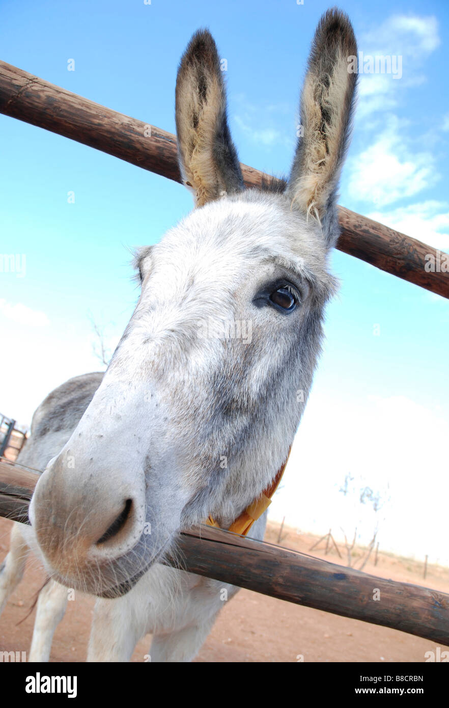 Esel heiligtum -Fotos und -Bildmaterial in hoher Auflösung – Alamy