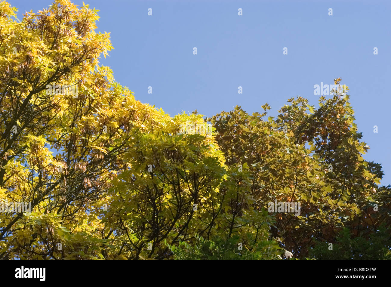 Gelbe esche -Fotos und -Bildmaterial in hoher Auflösung – Alamy