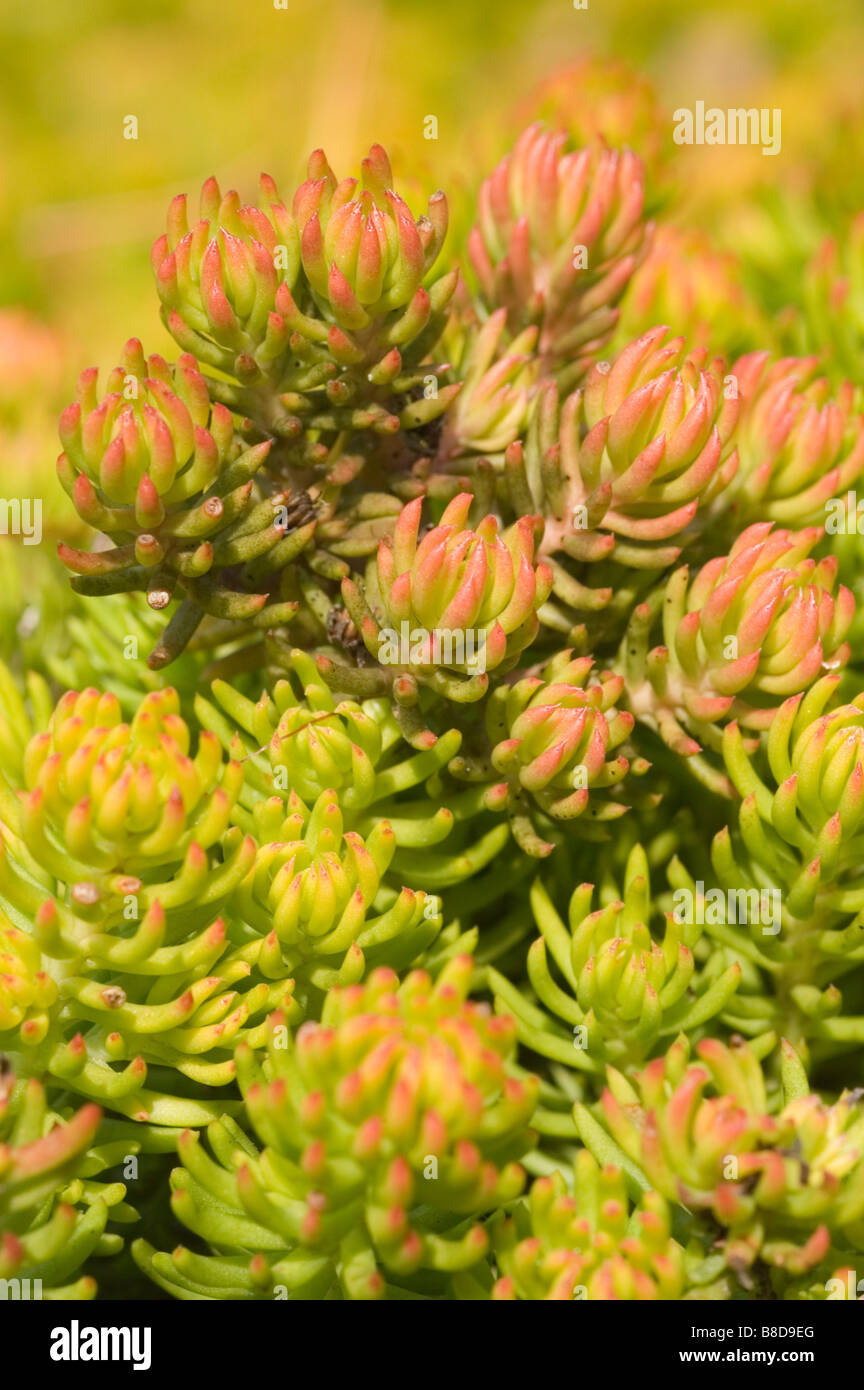 Sedum rupestre var angelina -Fotos und -Bildmaterial in hoher Auflösung ...