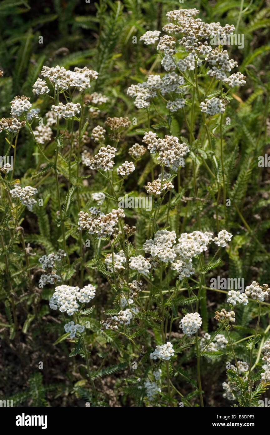 Weiße Blume der edle Schafgarbe, Achillea Nobilis, Europa ...