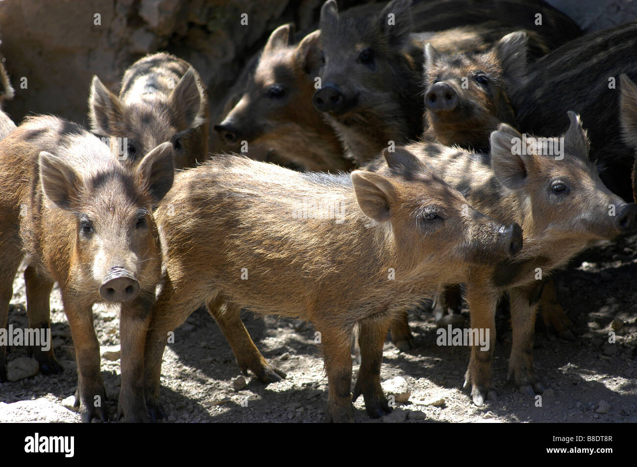 Boar piglets -Fotos und -Bildmaterial in hoher Auflösung – Alamy