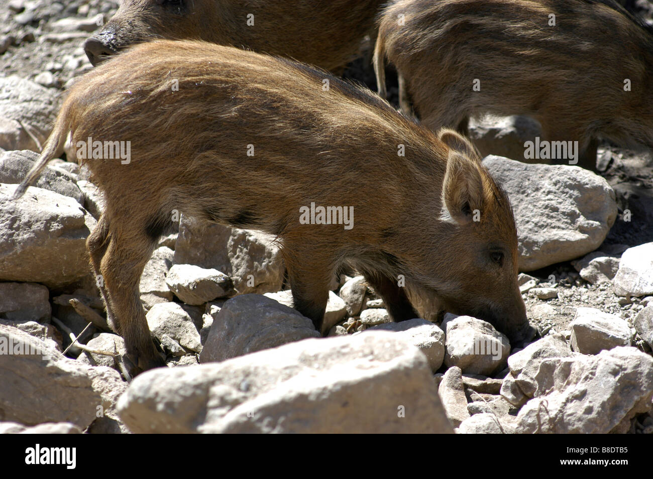 Wildschwein-Ferkel Lat Sus scrofa Stockfotografie - Alamy