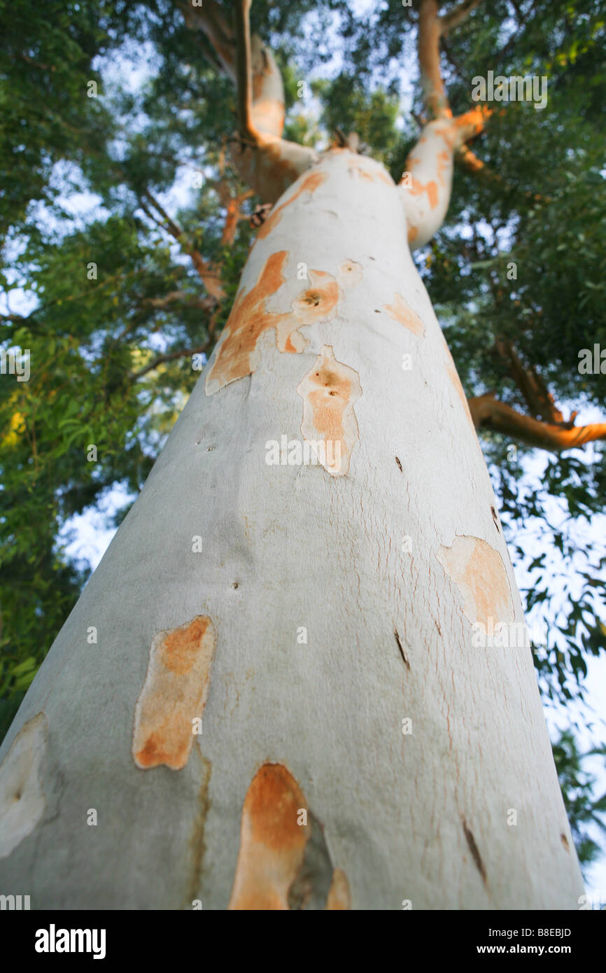 Huge tree -Fotos und -Bildmaterial in hoher Auflösung – Alamy