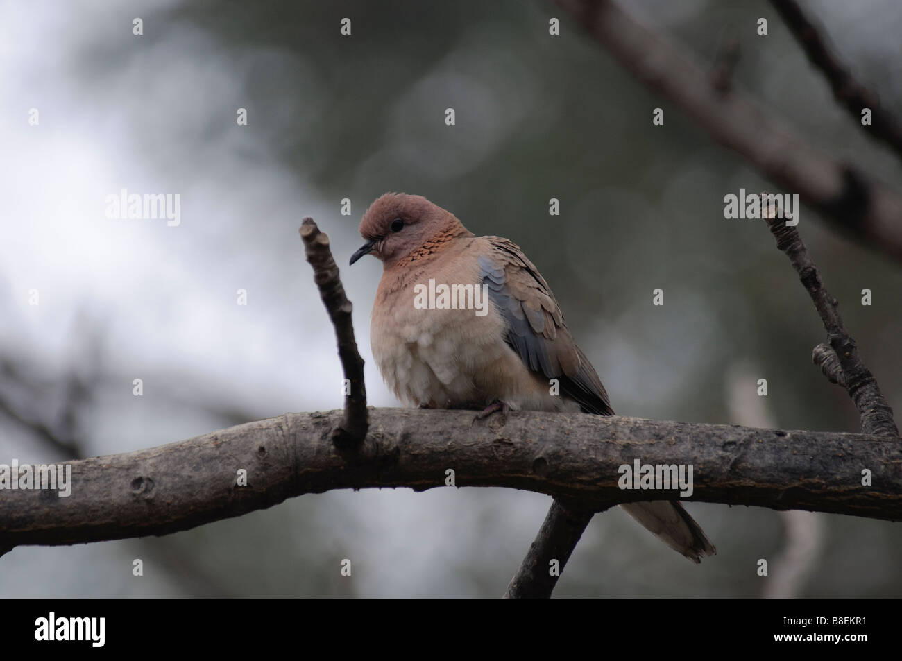 Lachende taube streptopelia senegalensis -Fotos und -Bildmaterial in ...