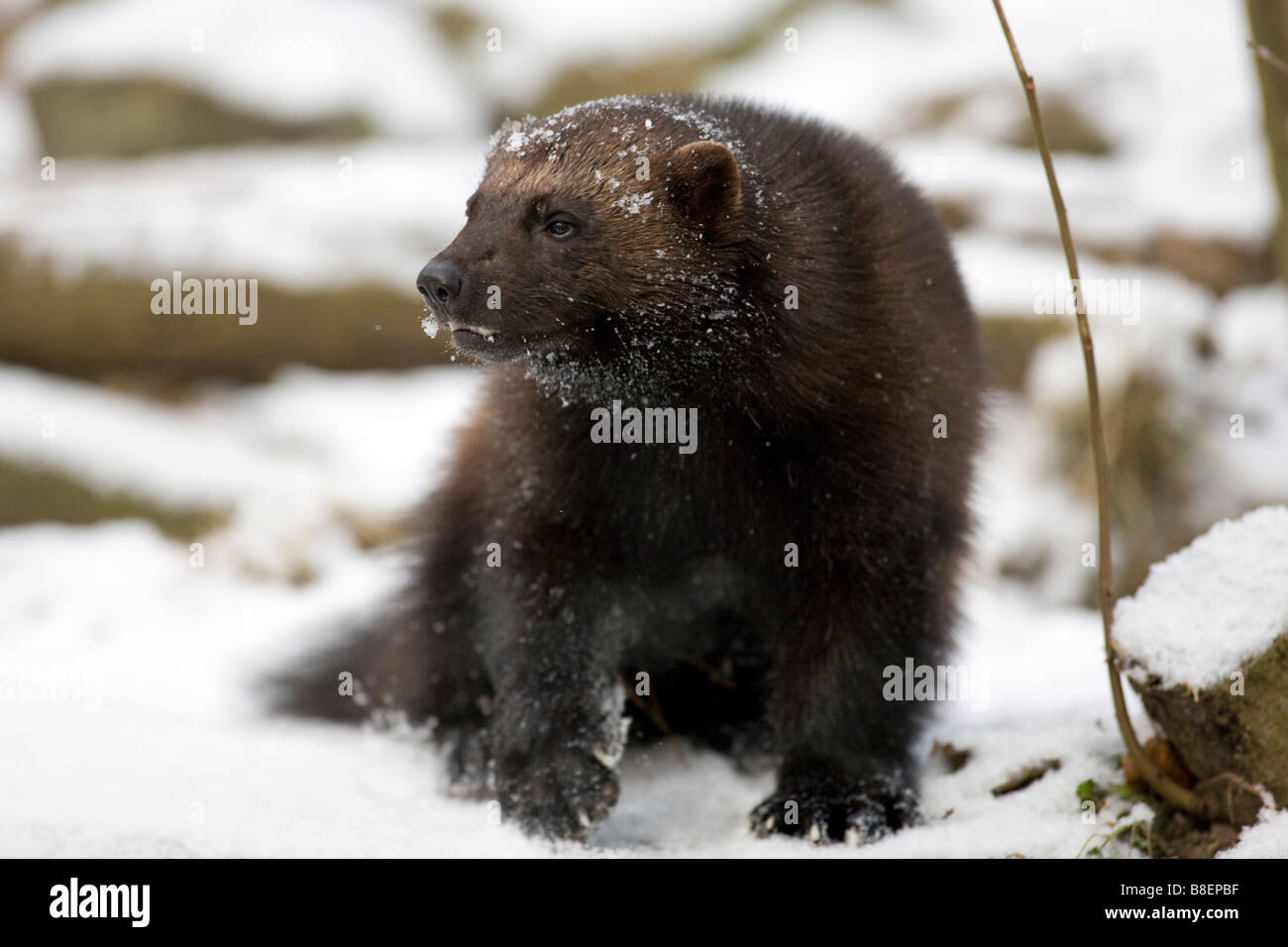 Gulo gulo snow -Fotos und -Bildmaterial in hoher Auflösung – Alamy