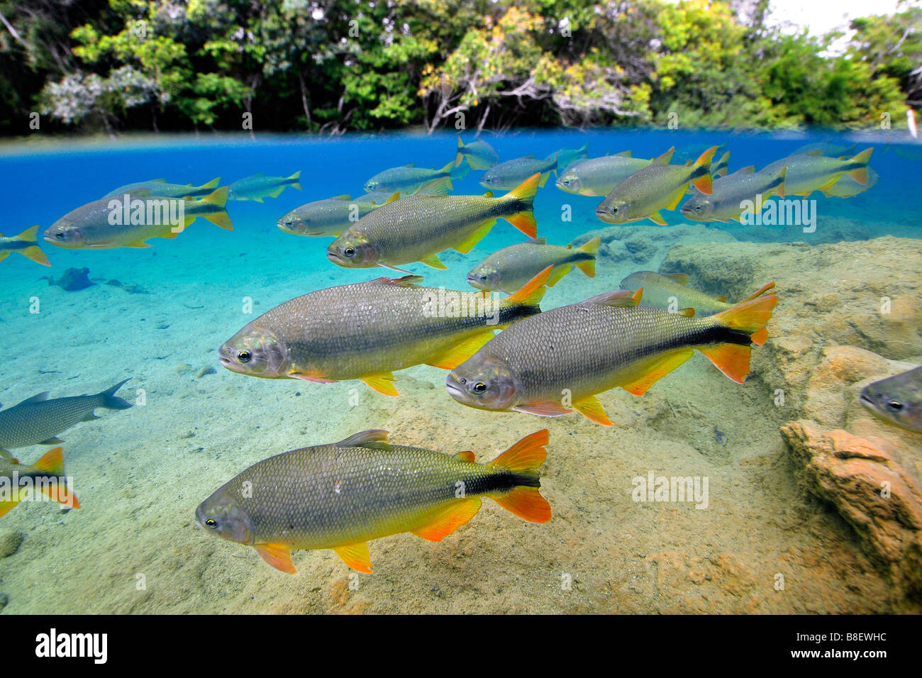 Rotkopfsalmler oder Piraputangas, Brycon Hilarii Balneario Municipal ...