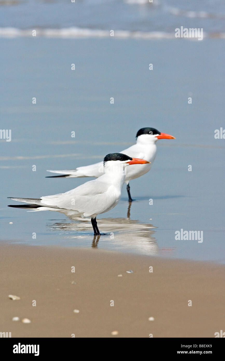 Bill fisch -Fotos und -Bildmaterial in hoher Auflösung – Alamy
