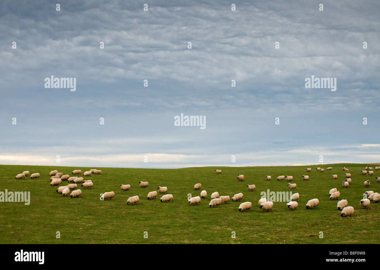 Gattung ovis -Fotos und -Bildmaterial in hoher Auflösung – Alamy